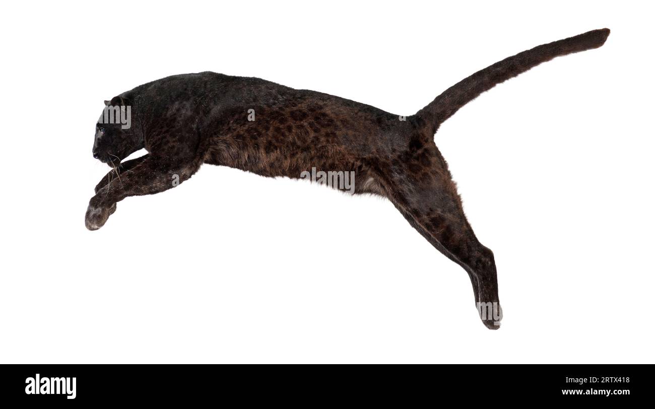 Side view of a black leopard leaping, panthera pardus, isolated on ...