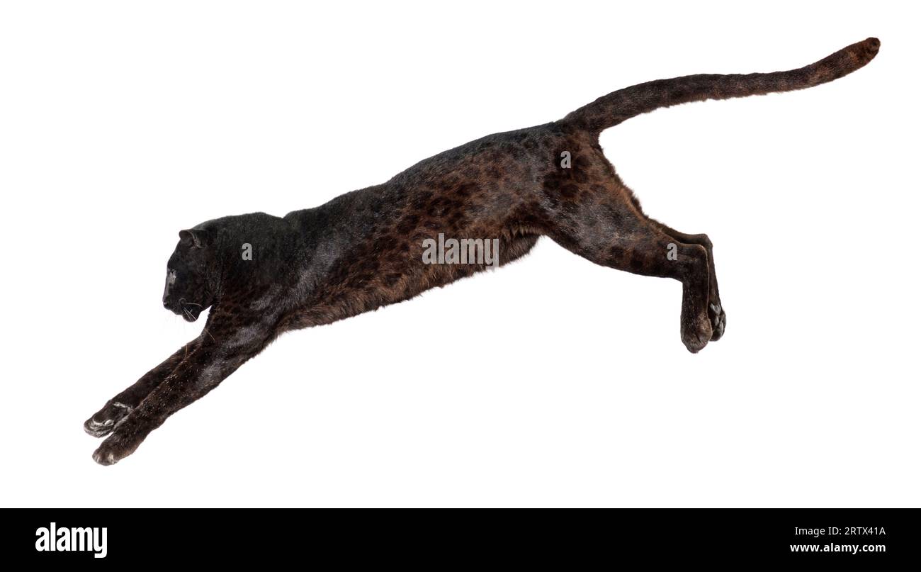 Side view of a black leopard leaping, panthera pardus, isolated on ...