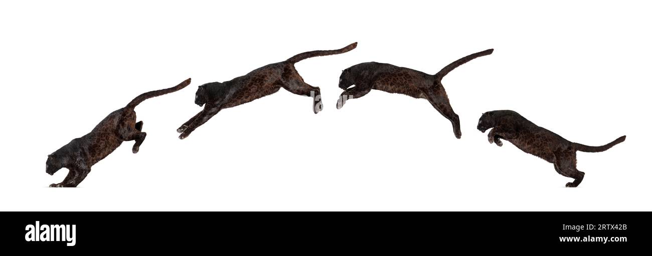 Side view of a black leopard leaping, panthera pardus, isolated on ...