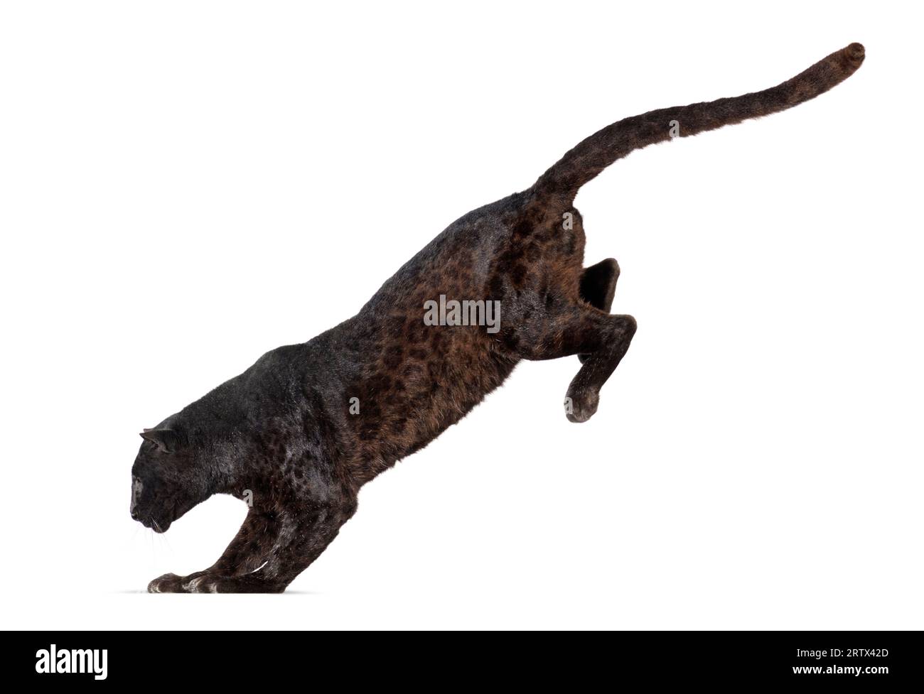 Side view of a black leopard leaping, panthera pardus, isolated on ...