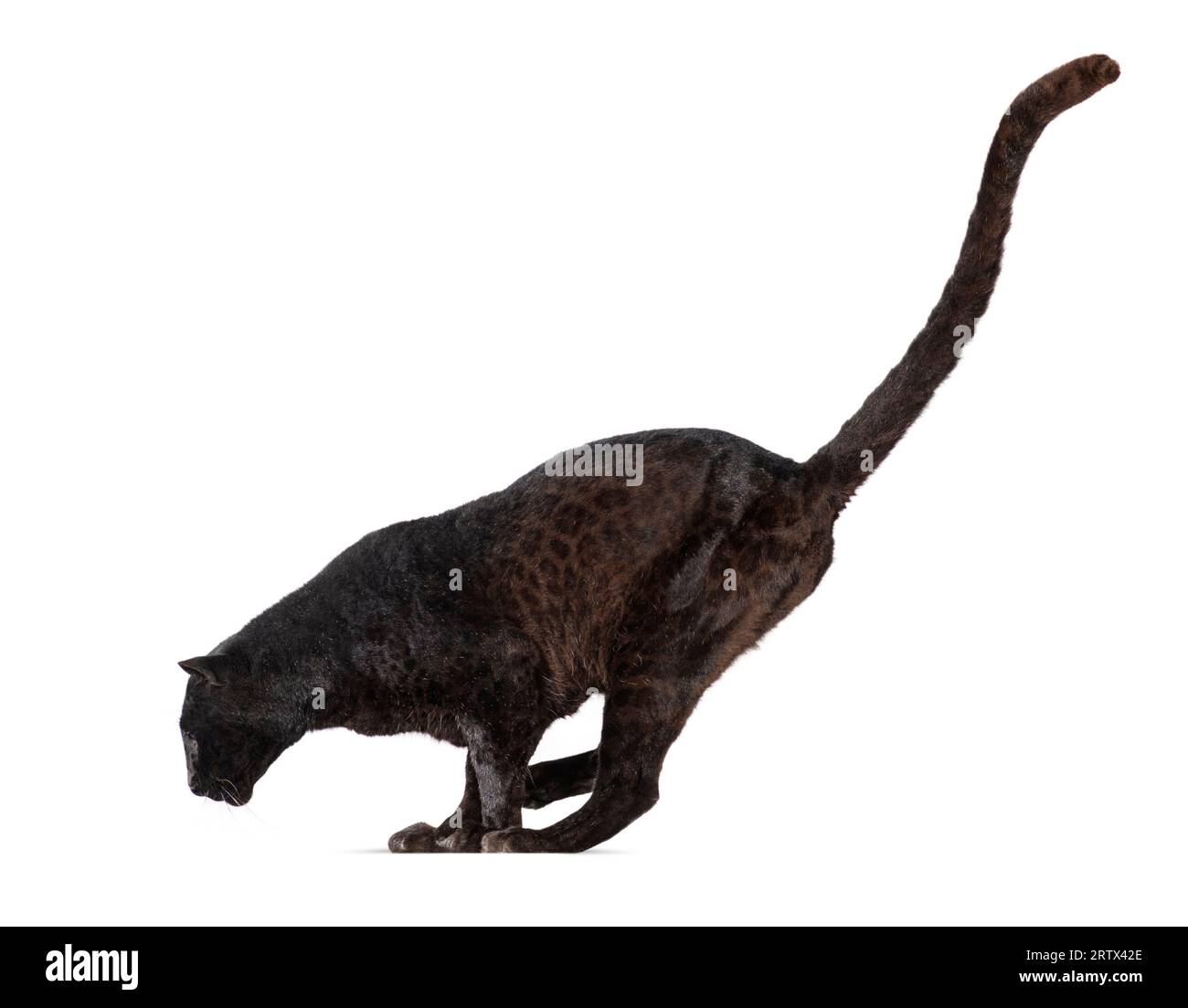Side view of a black leopard landing after a jump, panthera pardus ...