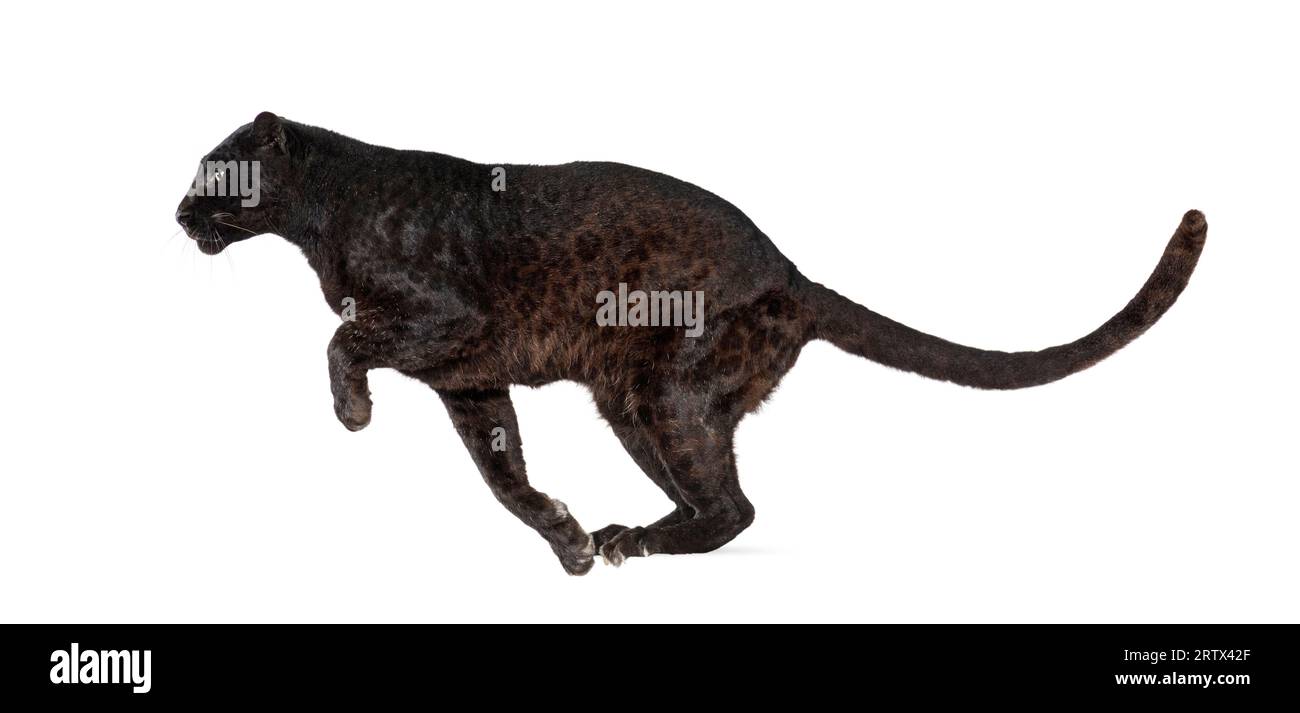 Side view of a black leopard leaping, panthera pardus, isolated on ...