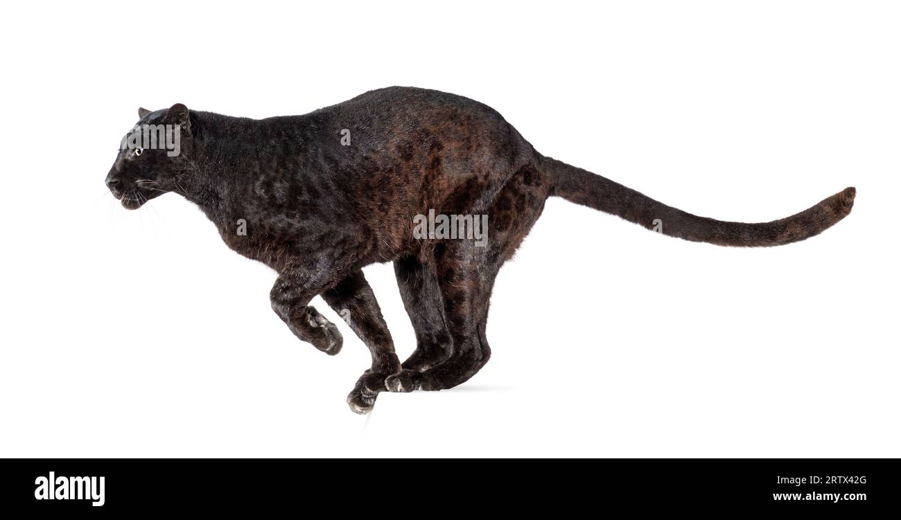 Side view of a black leopard ready to leap, panthera pardus, isolated ...
