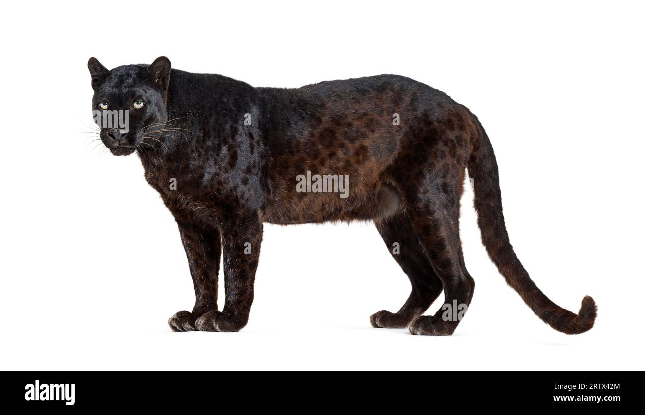 Portrait of leopard standing a looking away proudly, Panthera pardus ...