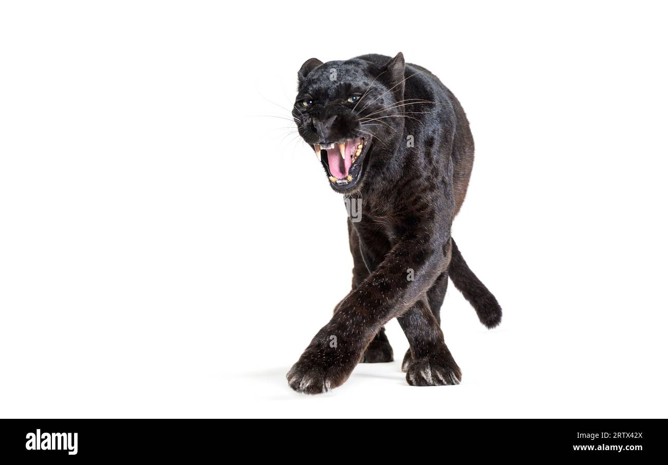 Black Panther Eating Meat