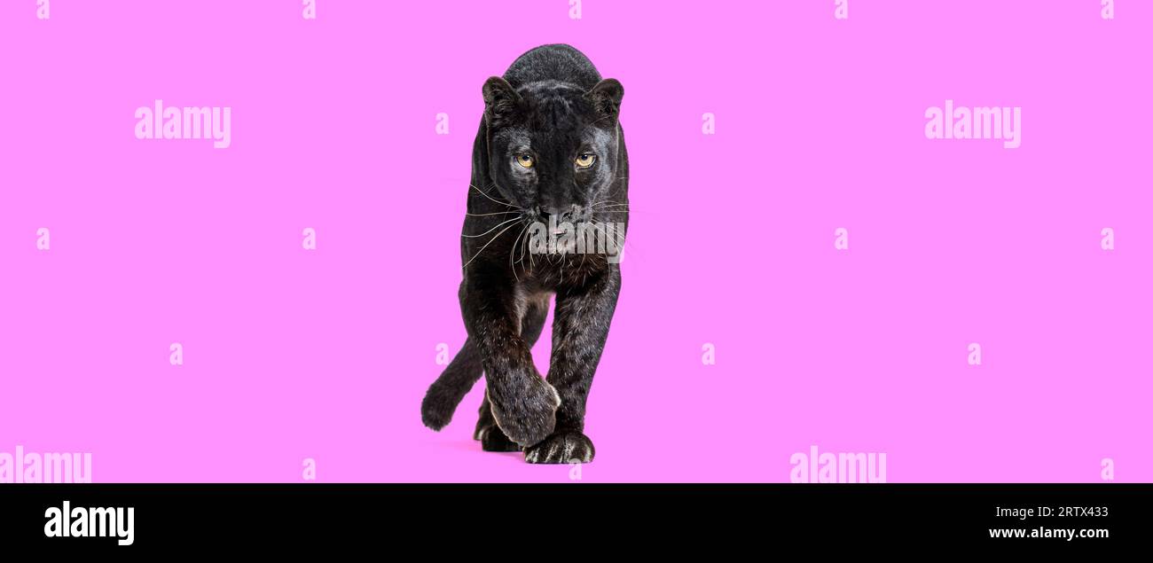 black leopard walking towards the camera and staring at the camera ...