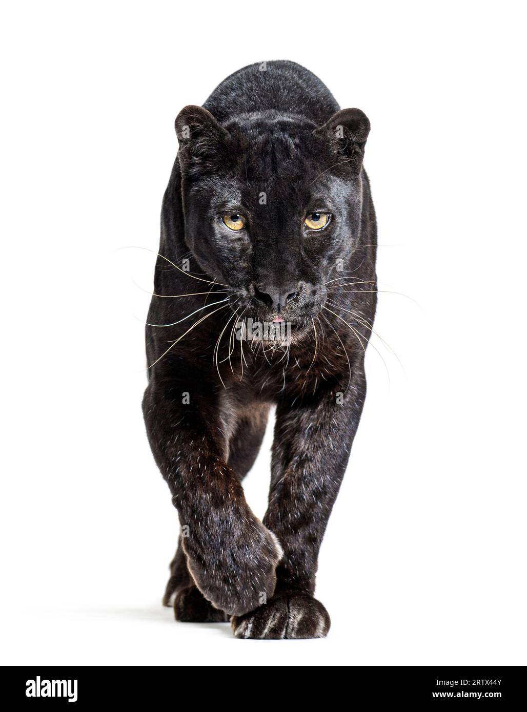 black leopard, panthera pardus, walking towards and staring at the ...
