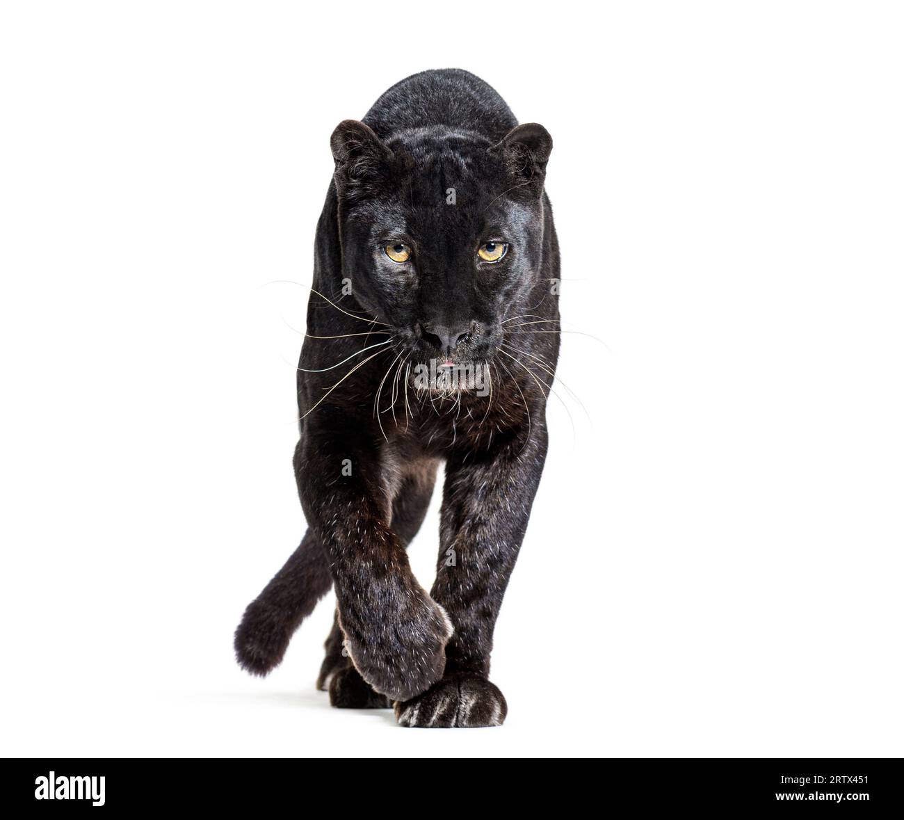 black leopard, panthera pardus, walking towards the camera and staring ...