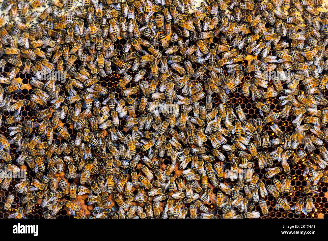 many workers bees seen from above on a piece of honeycomb, Bee ...