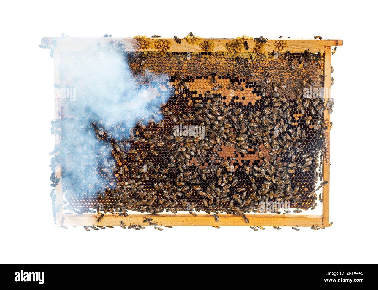 many workers bees seen from above on a piece of honeycomb. You can see ...