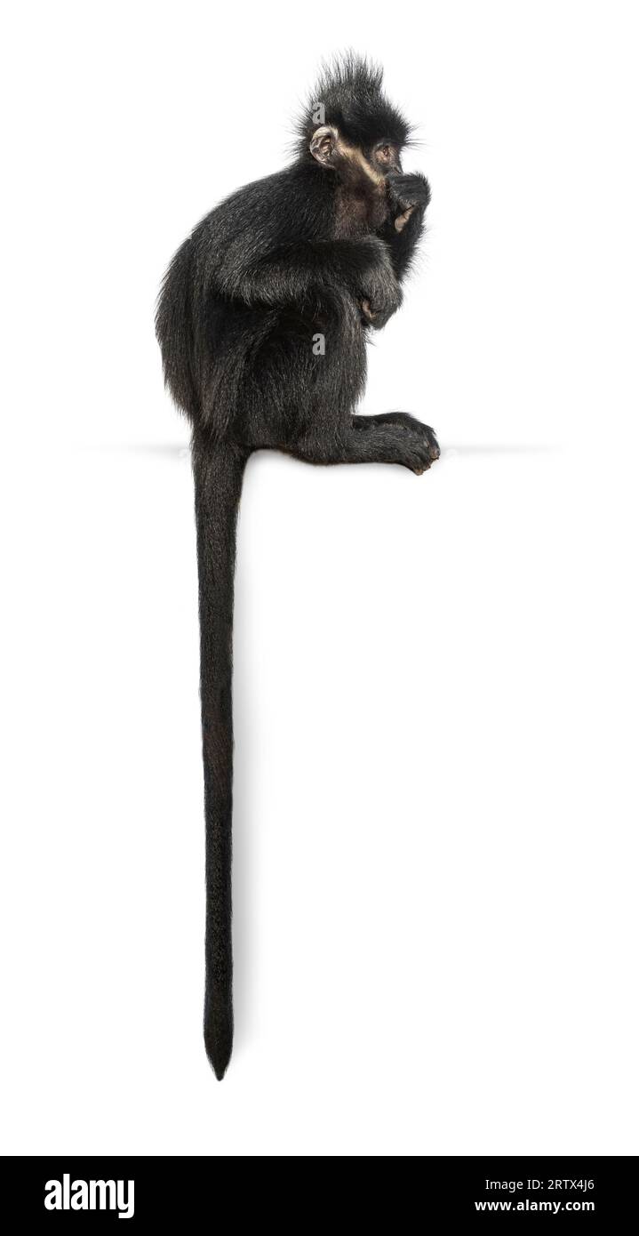 Primate tail balance hi-res stock photography and images - Alamy