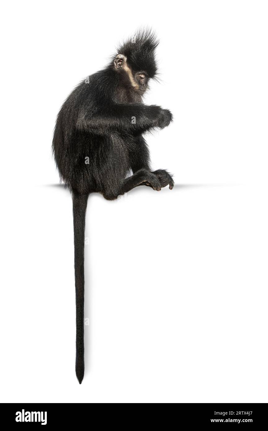 Young endangered species Cut Out Stock Images & Pictures - Alamy