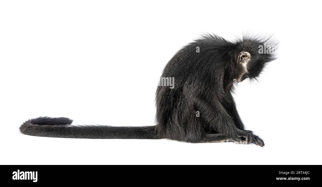 François' langur looking down and trying to catch something on the ...