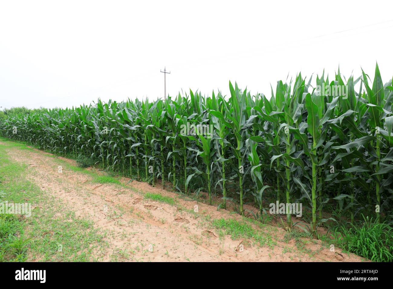 maize plants are on the farm Stock Photo - Alamy