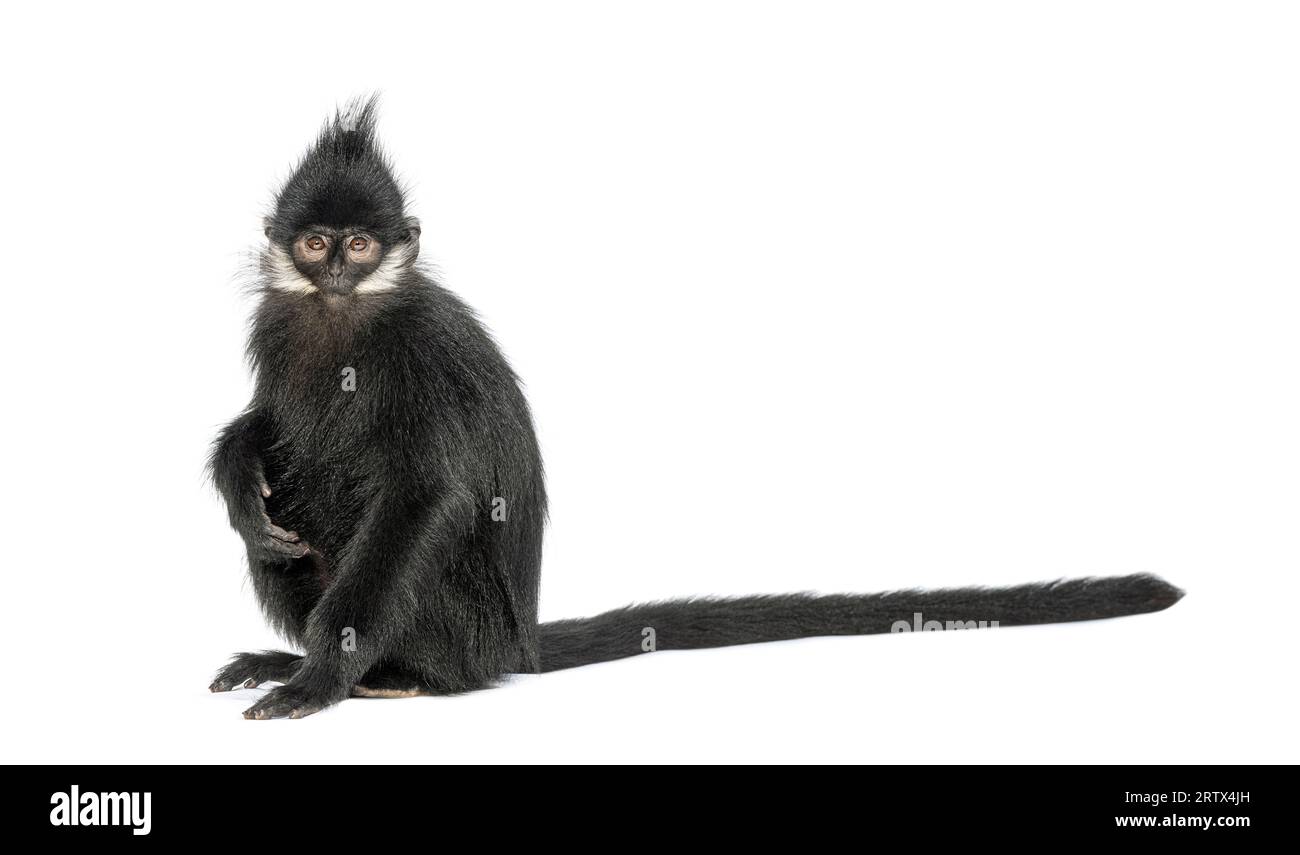 Francois langur monkey hi-res stock photography and images - Alamy