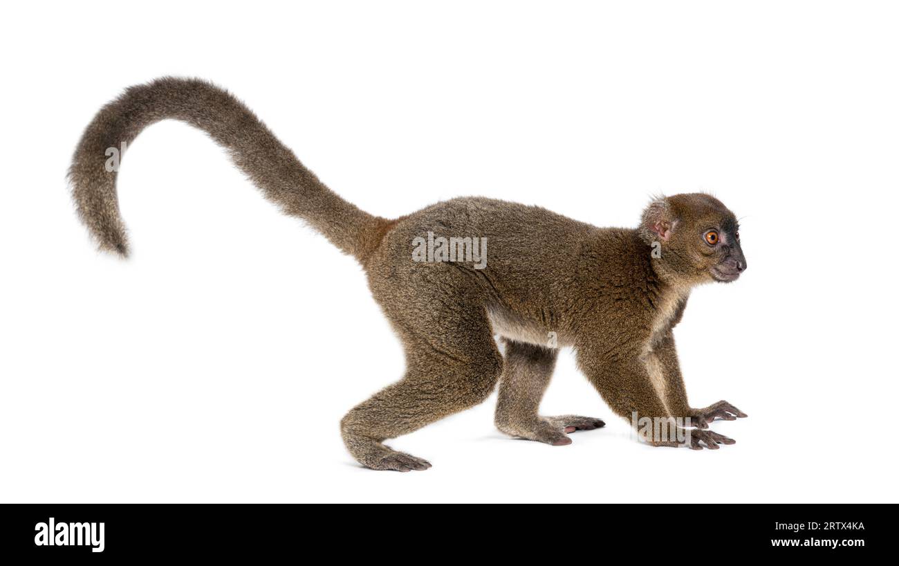 Side view of a Greater bamboo lemur with its long tail, Prolemur simus ...