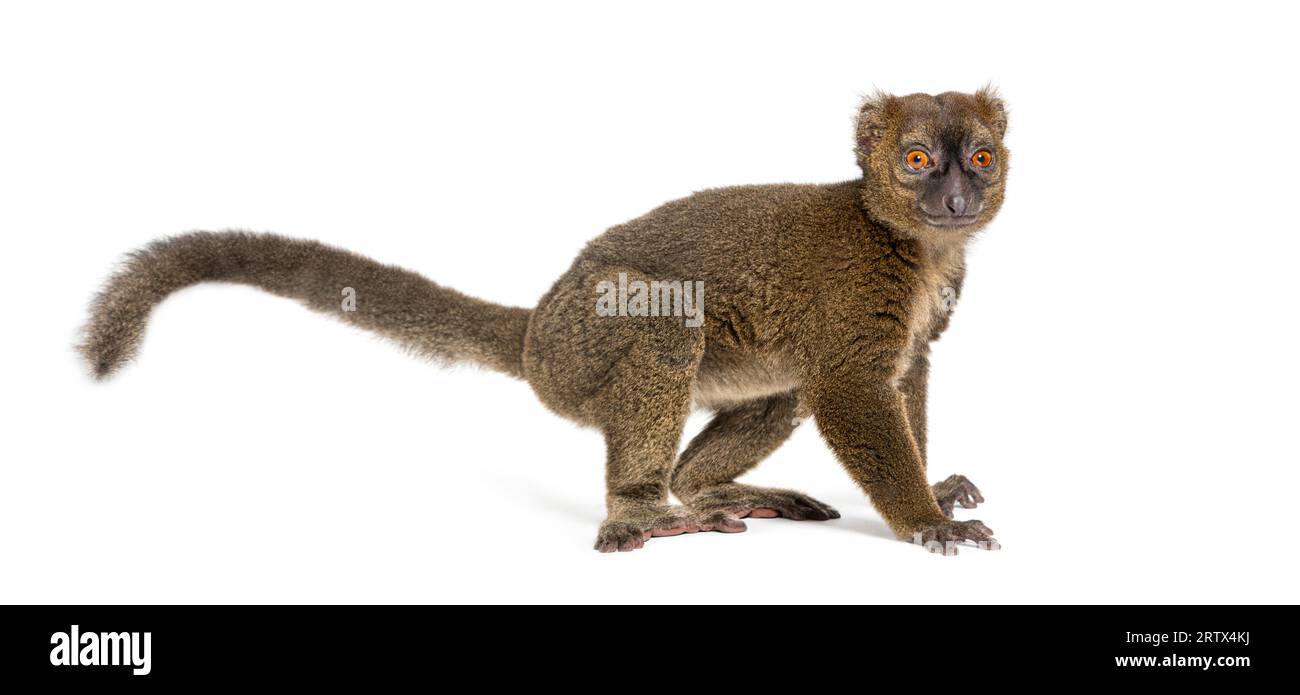Side view of an alert Greater bamboo lemur, Prolemur simus, Isolated on ...