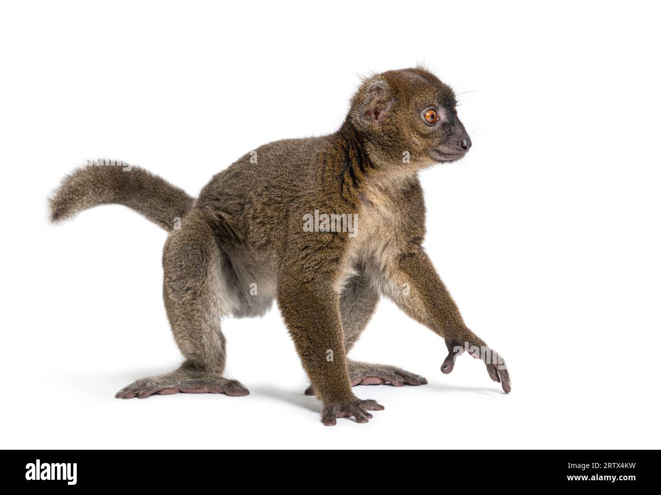 Greater bamboo lemur, Prolemur simus, Isolated on white Stock Photo - Alamy
