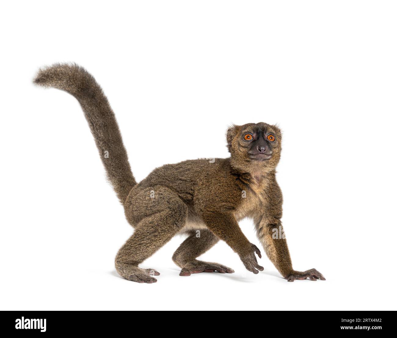 Lemurs greater bamboo madagascar hi-res stock photography and images ...