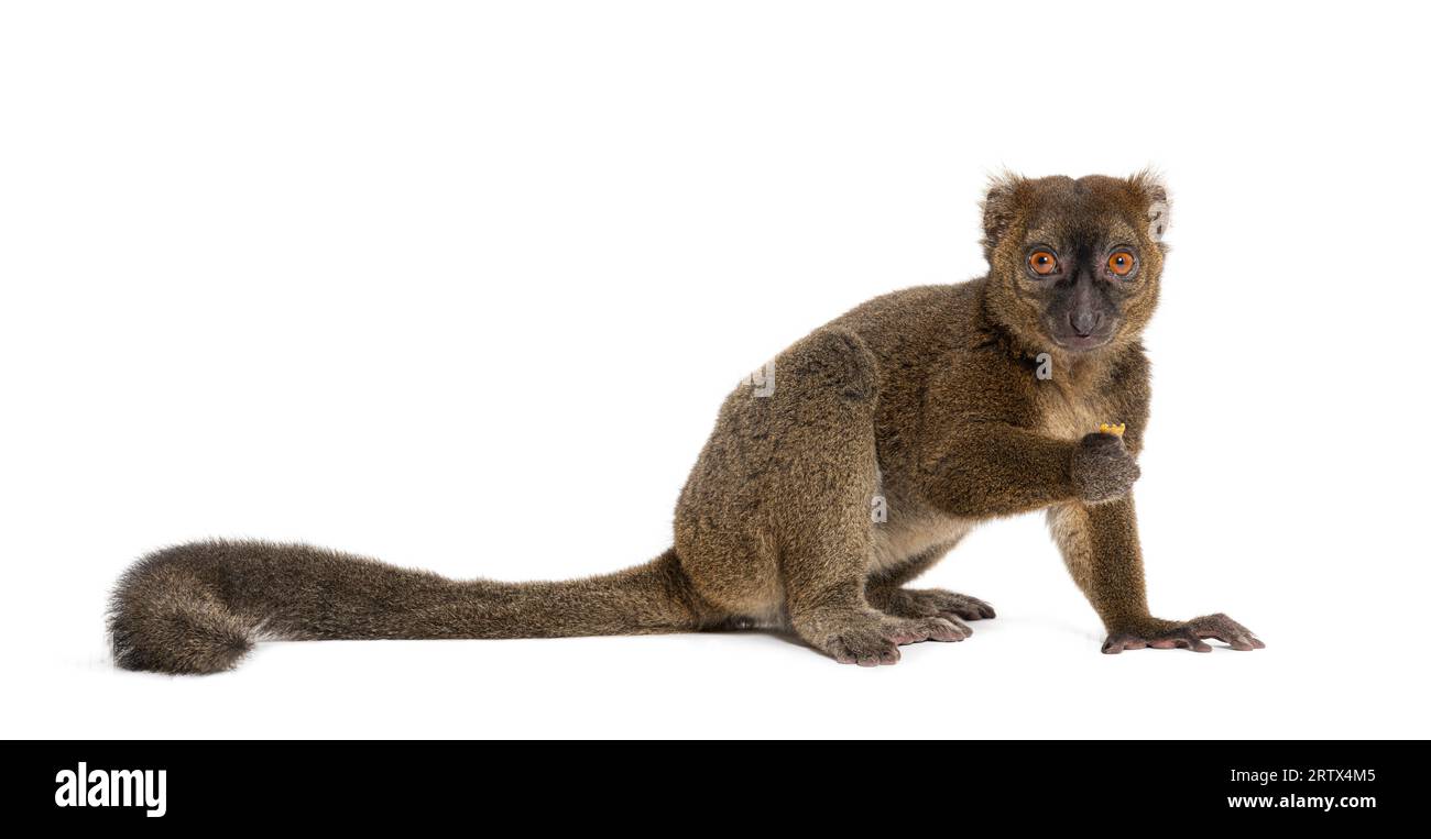 Greater bamboo lemur, Prolemur simus, Isolated on white Stock Photo - Alamy