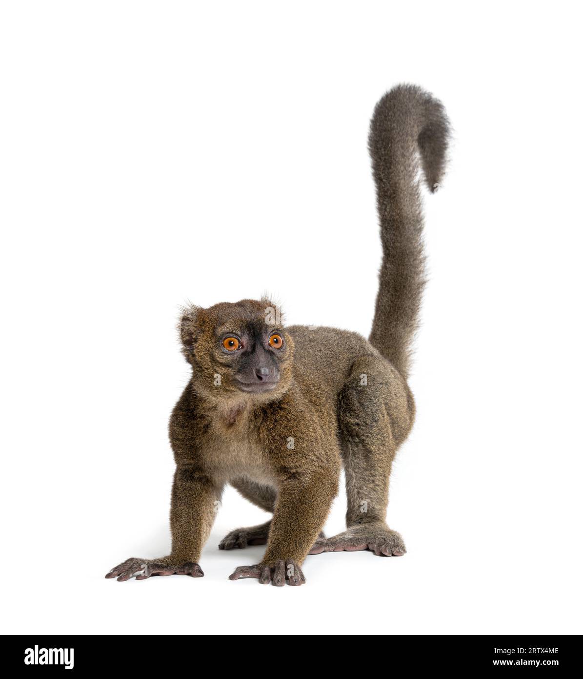 Bamboo lemur madagascar Cut Out Stock Images & Pictures - Alamy