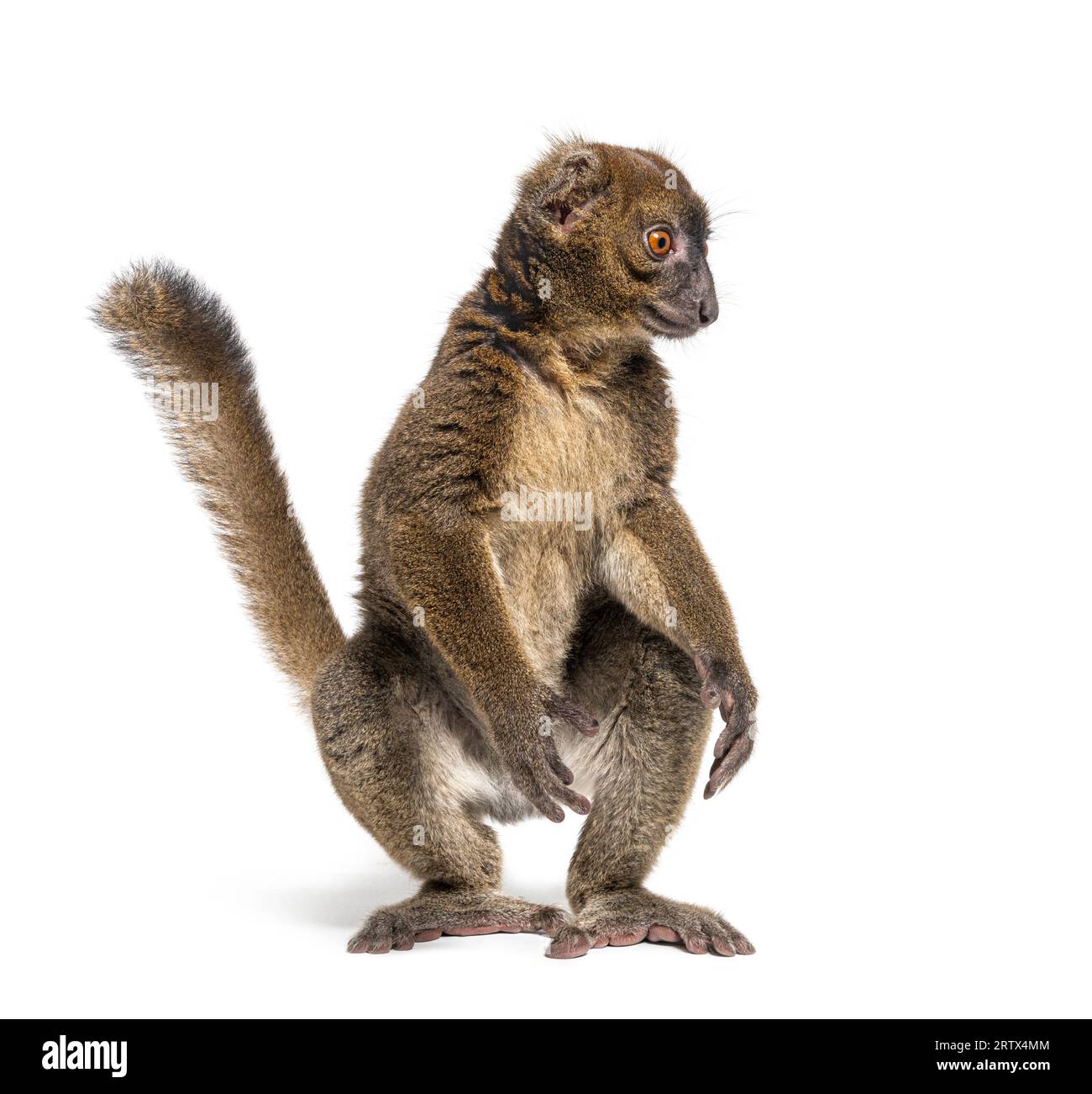 Standing Greater bamboo lemur walking on its hind legs, Prolemur simus ...