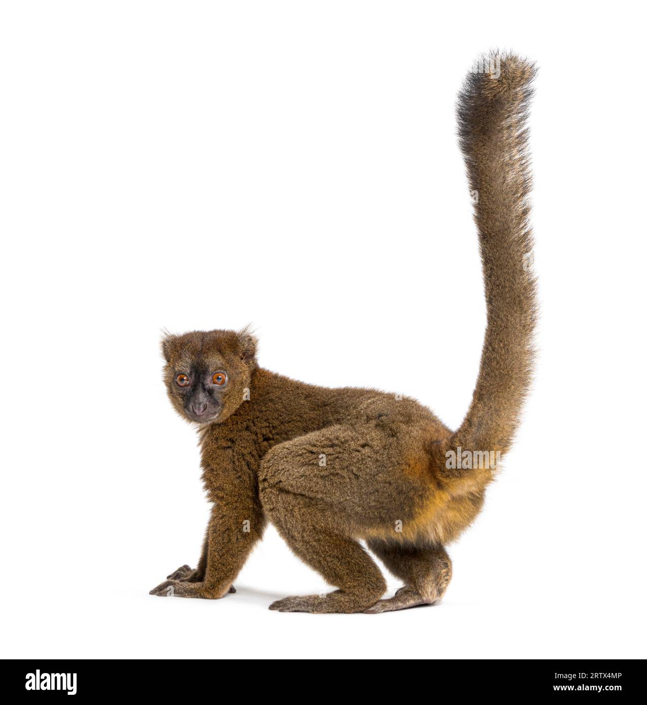 Back view of a Greater bamboo lemur looking at the camera, Prolemur ...