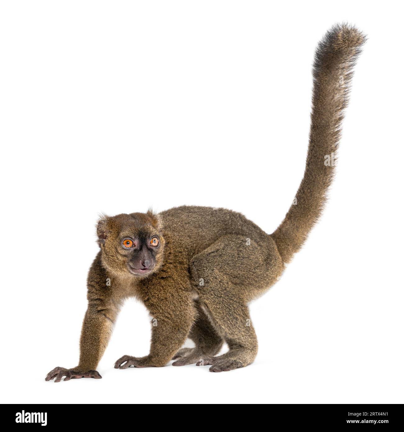 Greater bamboo lemur, Prolemur simus, Isolated on white Stock Photo - Alamy