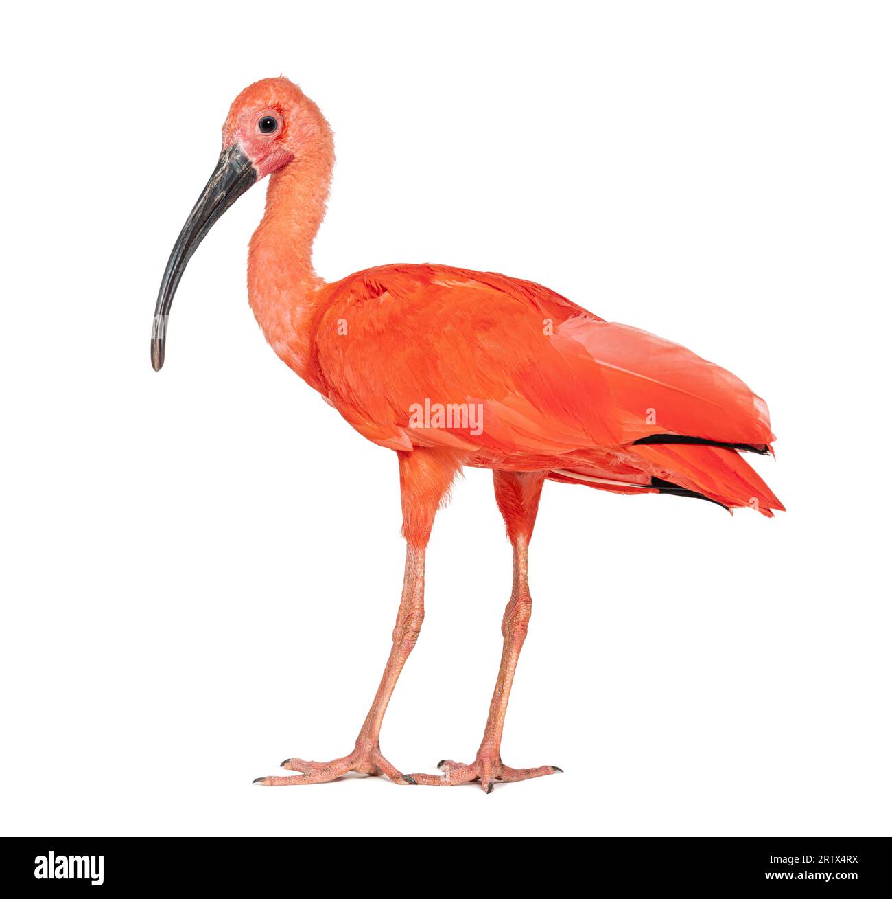 Ibis side view Cut Out Stock Images & Pictures - Alamy