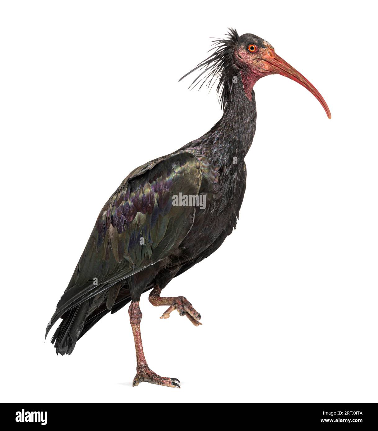 Side view of a Northern Bald Ibis walking, Geronticus eremita, Isolated ...