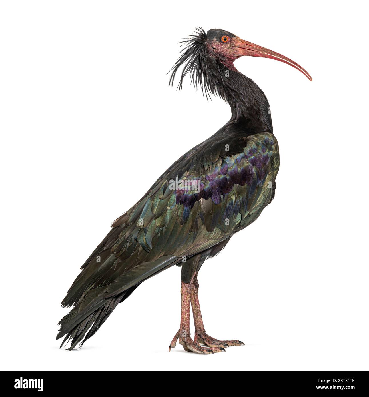 Crested ibis Cut Out Stock Images & Pictures - Alamy