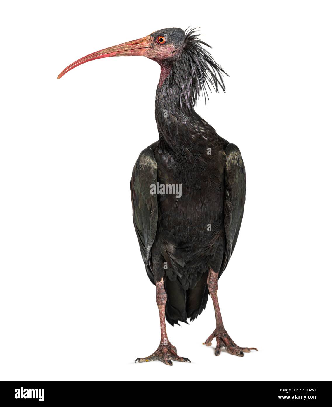 Northern Bald Ibis, Geronticus eremita, Isolated on white Stock Photo ...