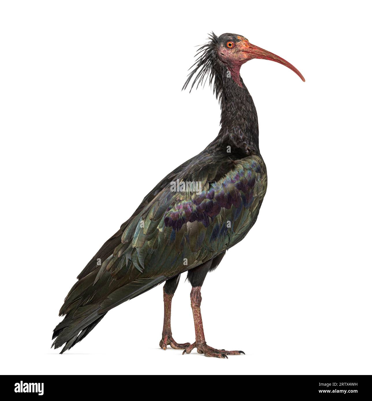Profile portrait of a Northern Bald Ibis, Geronticus eremita, Isolated ...