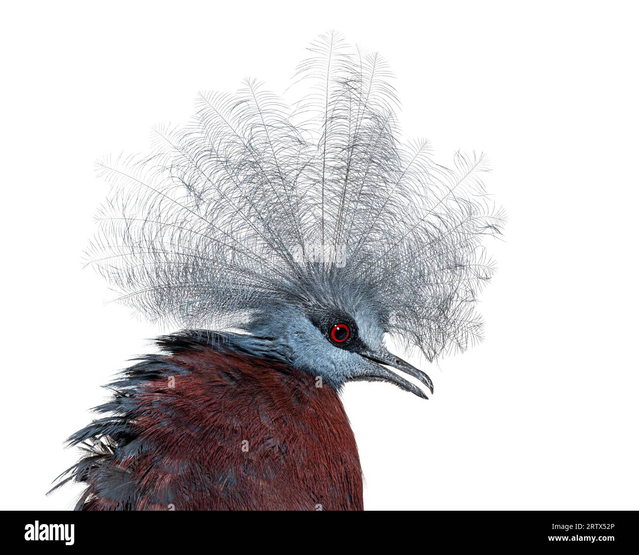 Head and crest shot of a Sclater's crowned pigeon, Goura Sclaterii ...