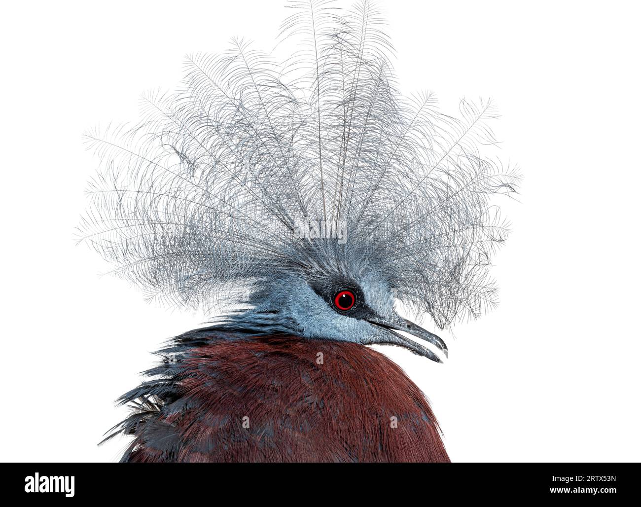 Head and crest shot of a Sclater's crowned pigeon, Goura Sclaterii ...