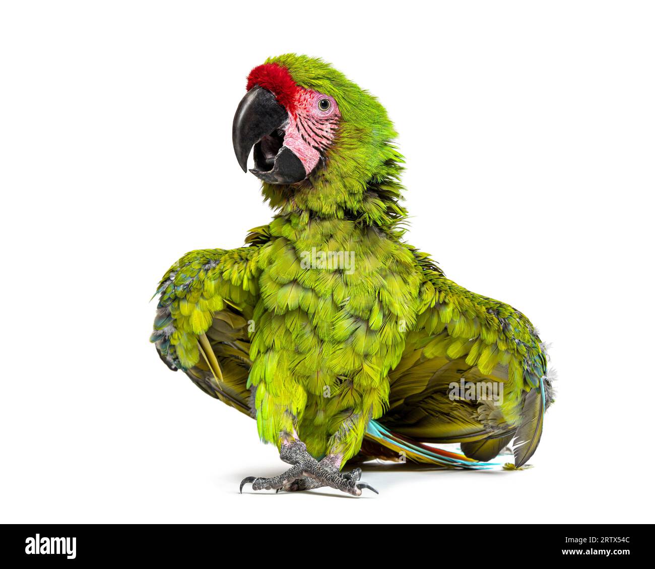 Great military macaw Cut Out Stock Images & Pictures - Alamy