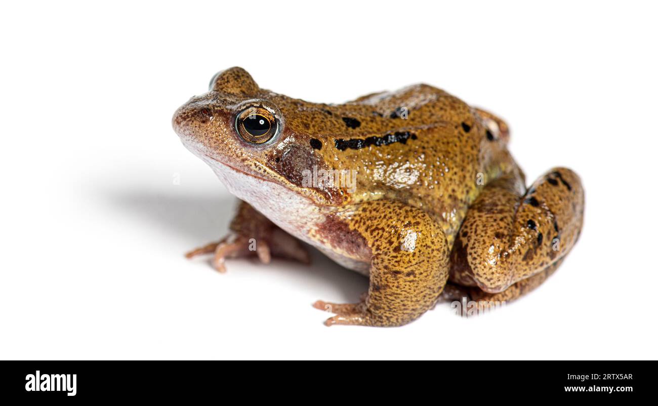 european common frog, Rana temporaria, Isolated on white Stock Photo ...
