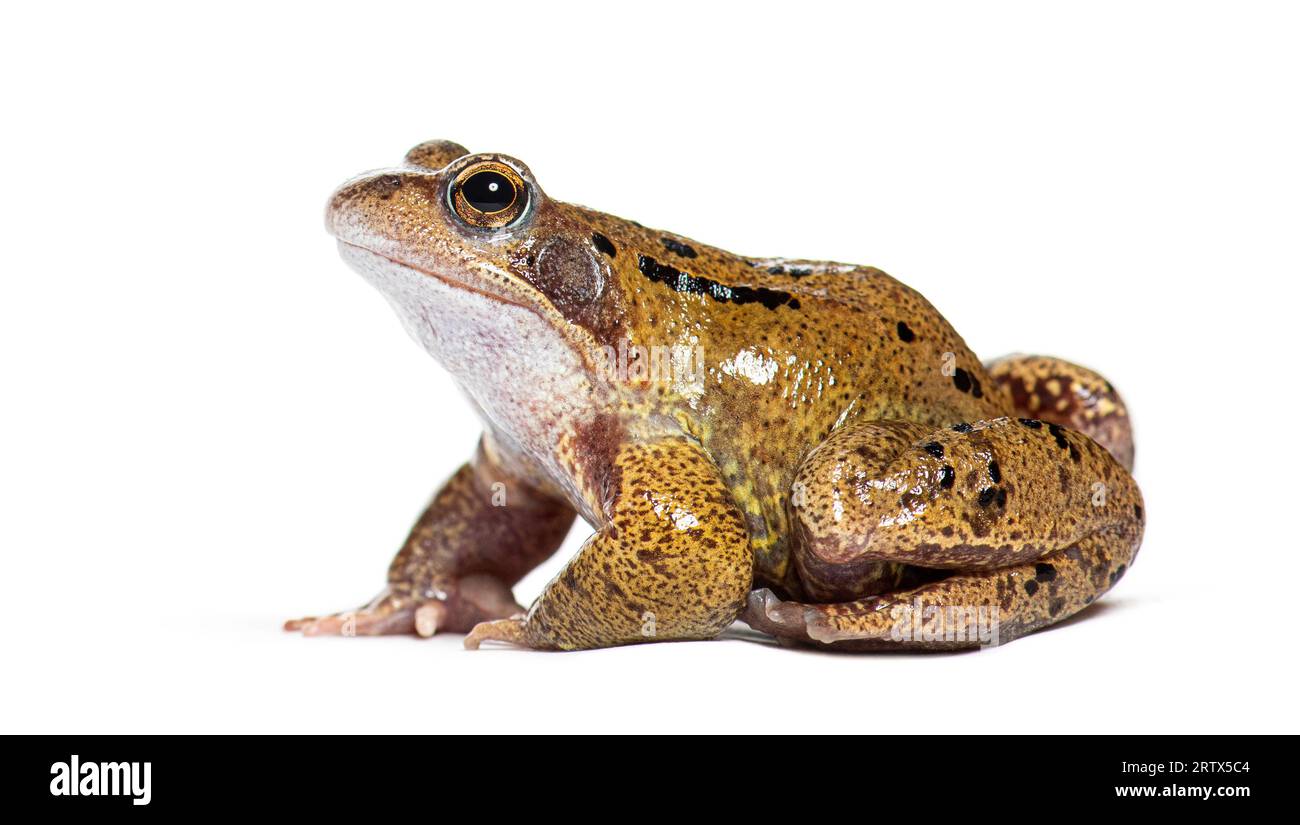 Frog eye side profile hi-res stock photography and images - Alamy