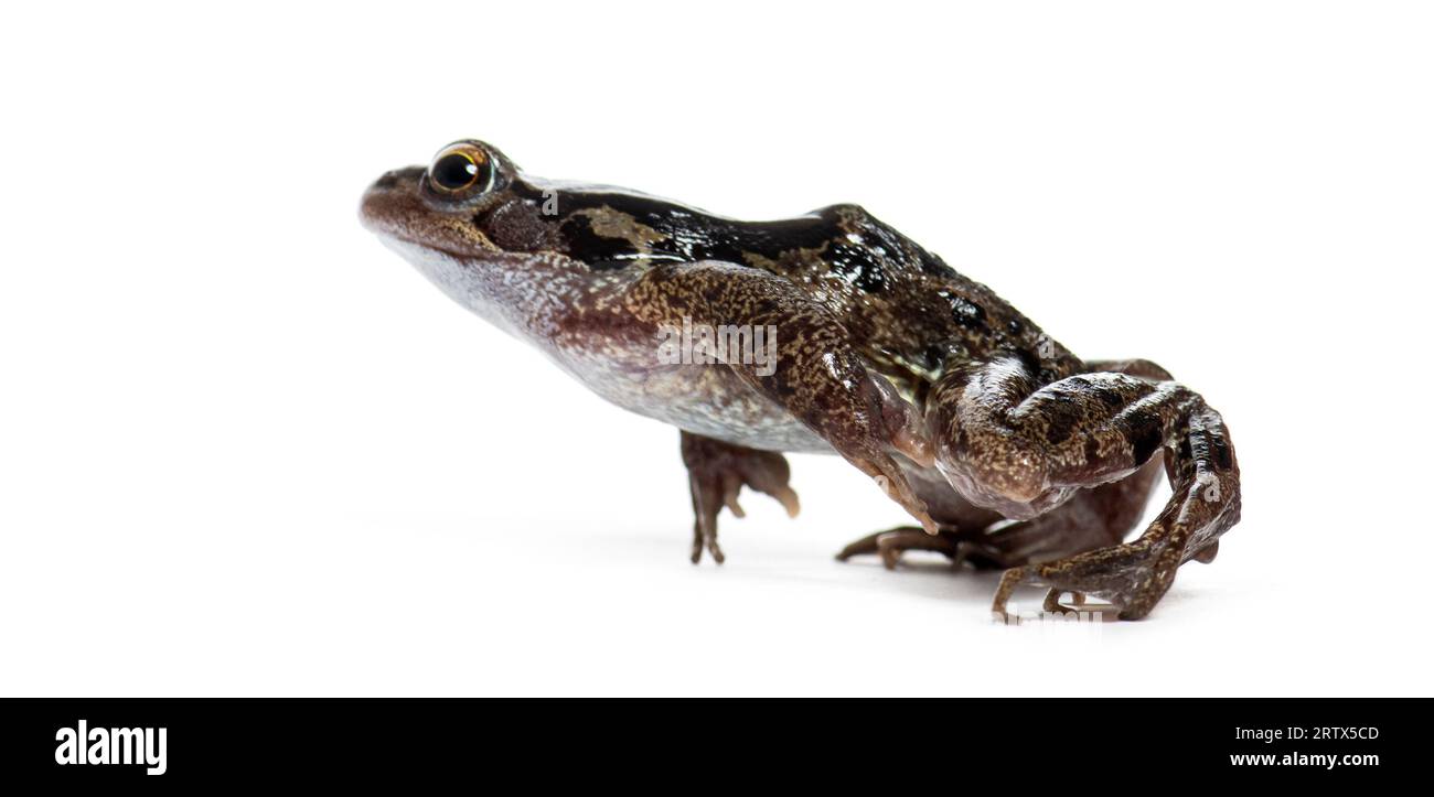 Side view of common frog hi-res stock photography and images - Alamy