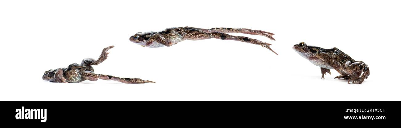 Side view of an european common frog jumping, Rana temporaria, Isolated ...