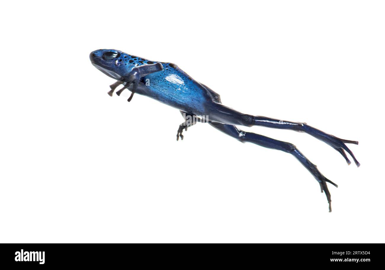 Blue poison dart frog jumping, Dendrobates tinctorius azureus, isolated ...