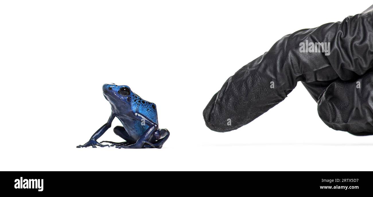 A finger of a person in a glove pushing a Blue poison dart frog ...