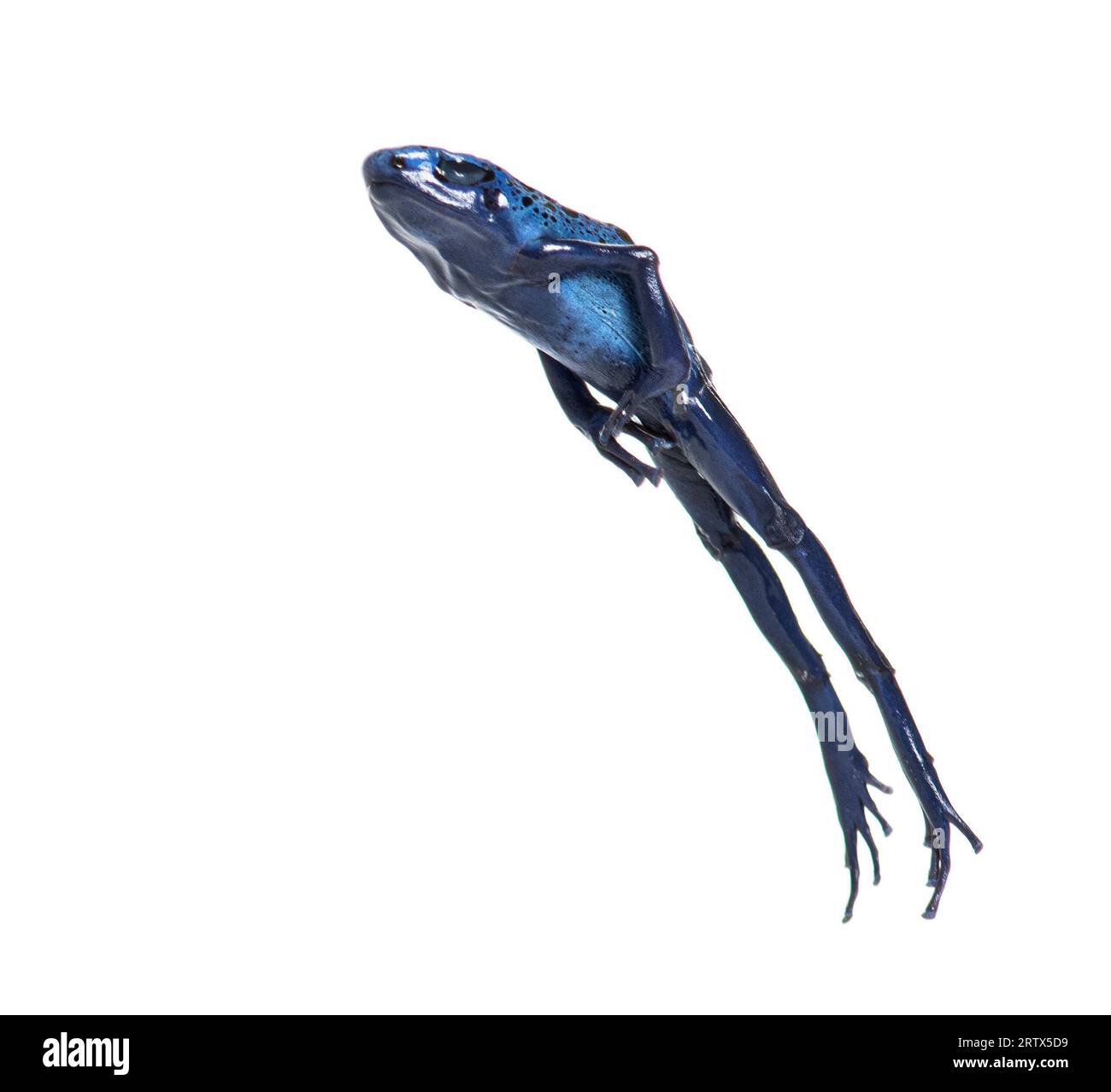 Blue poison dart frog jumping, Dendrobates tinctorius azureus, isolated ...