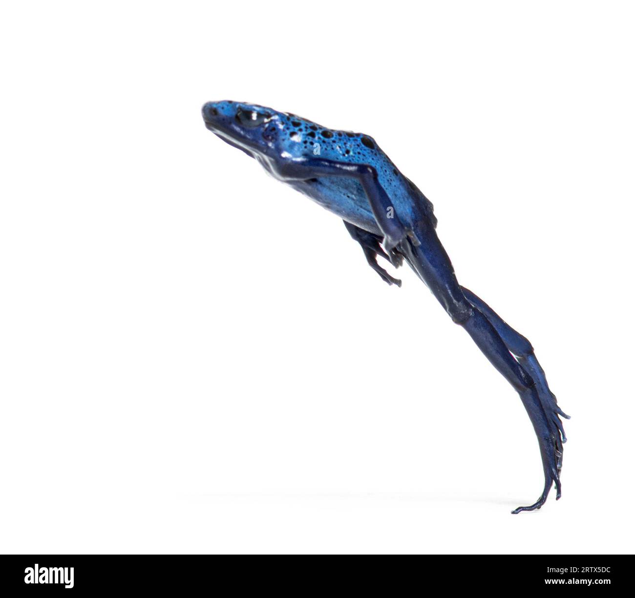 Blue poison dart frog jumping, Dendrobates tinctorius azureus, isolated ...