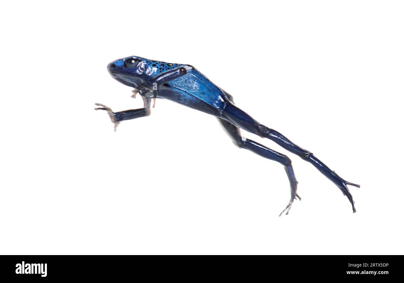 Blue poison dart frog jumping, Dendrobates tinctorius azureus, isolated ...