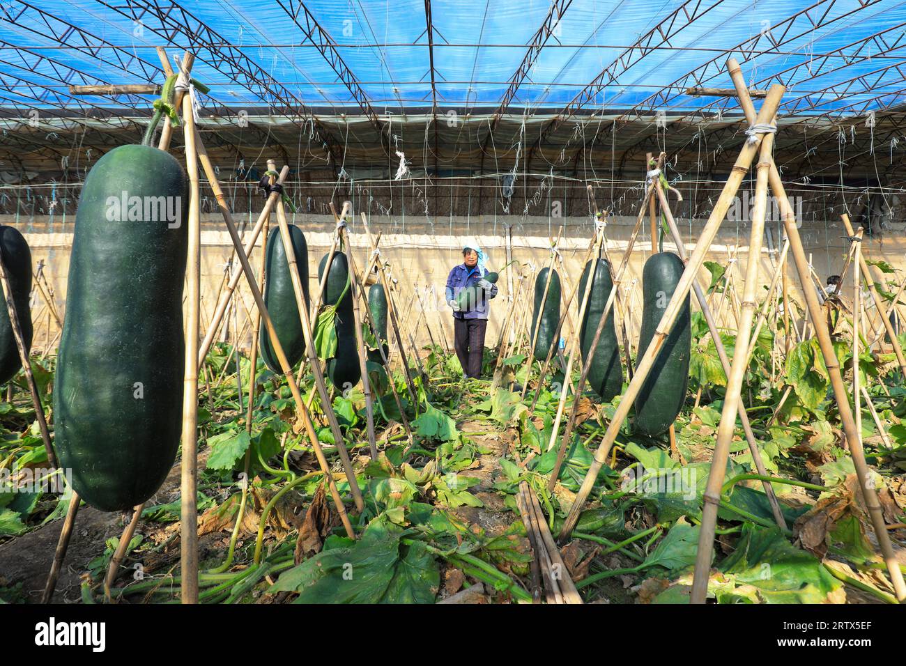 Black skin white gourd hi-res stock photography and images - Alamy