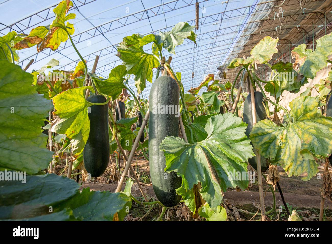 Black skin white gourd hi-res stock photography and images - Alamy