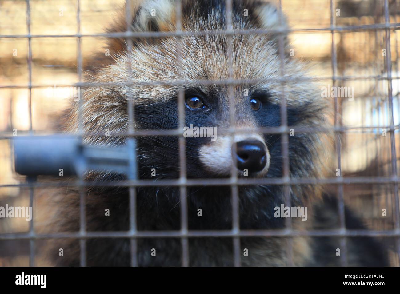 Raccoon dogs in cages, rural China Stock Photo - Alamy
