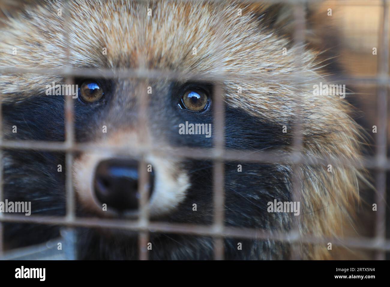 Raccoon dogs in cages, rural China Stock Photo - Alamy