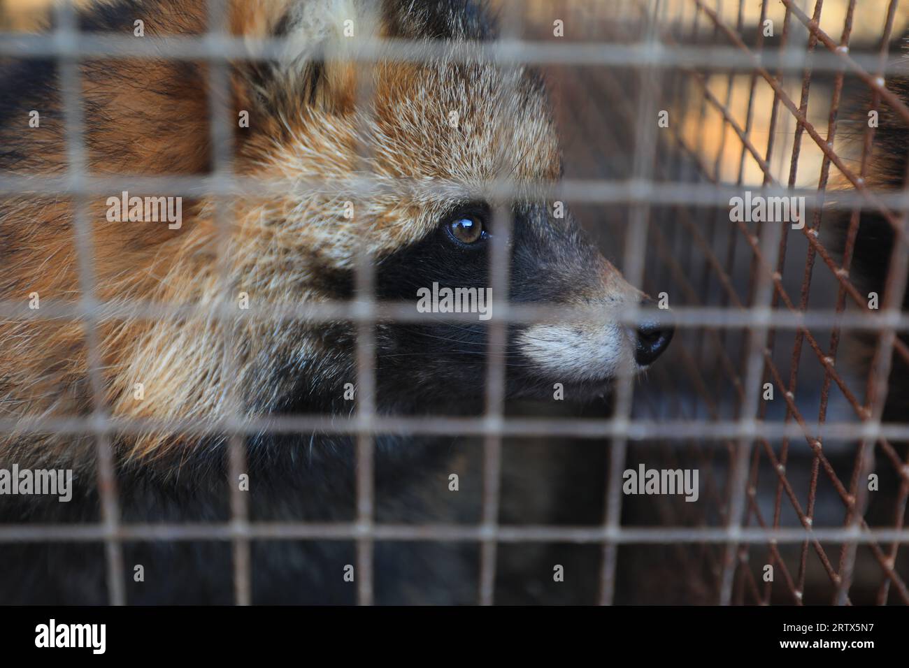 Raccoon dogs hi-res stock photography and images - Alamy